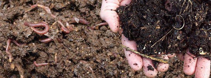 Kiss City Mag – Humus